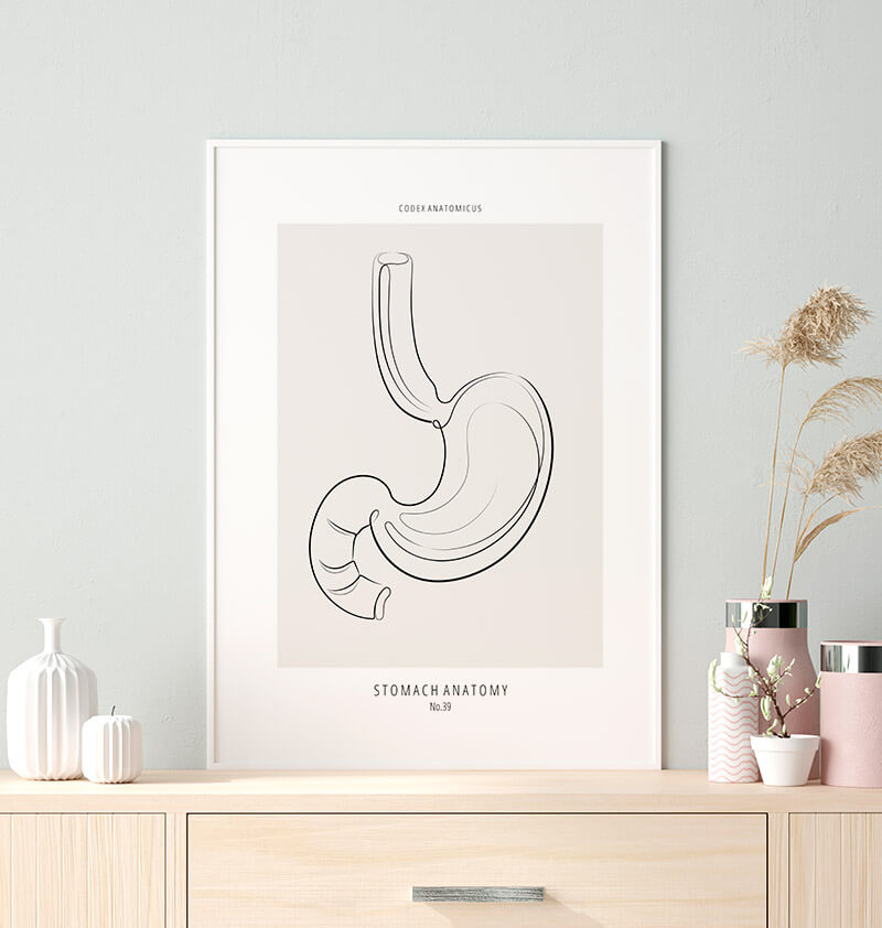 Stomach anatomy - Line art print - Codex Anatomicus