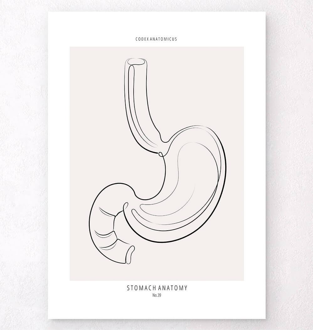 Stomach anatomy - Line art print - Codex Anatomicus