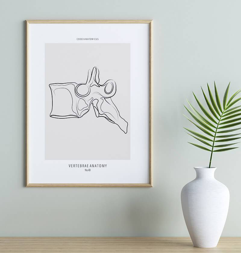 Anatomical vertebrae line art print - Codex Anatomicus