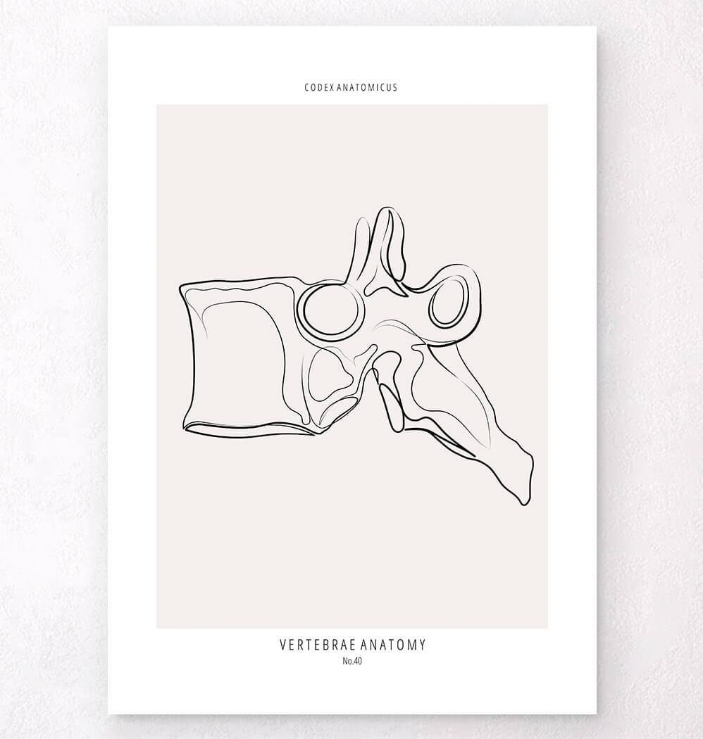Anatomical vertebrae line art print - Codex Anatomicus