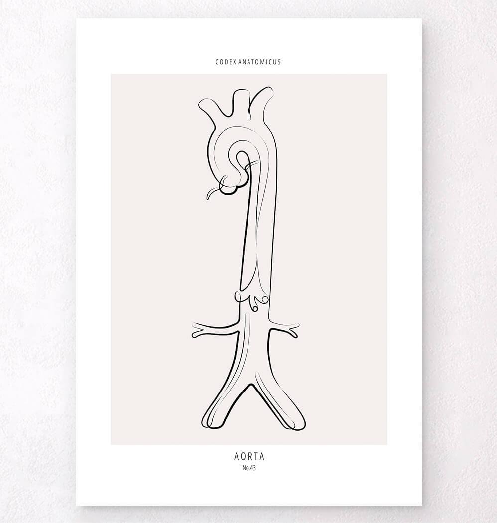 Anatomical aorta line art print - Codex Anatomicus