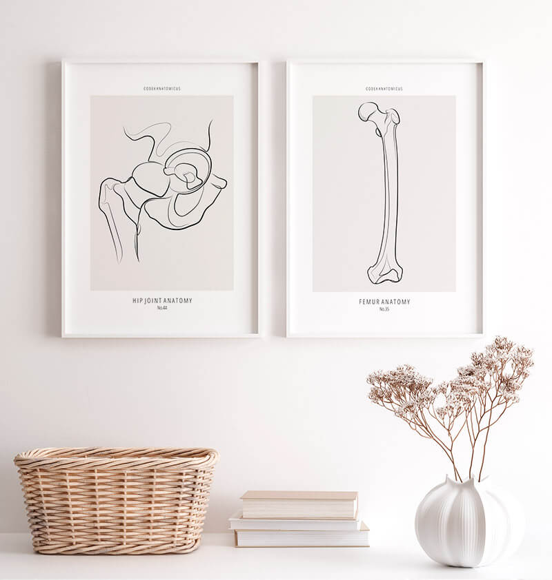Anatomical hip line art print - Codex Anatomicus