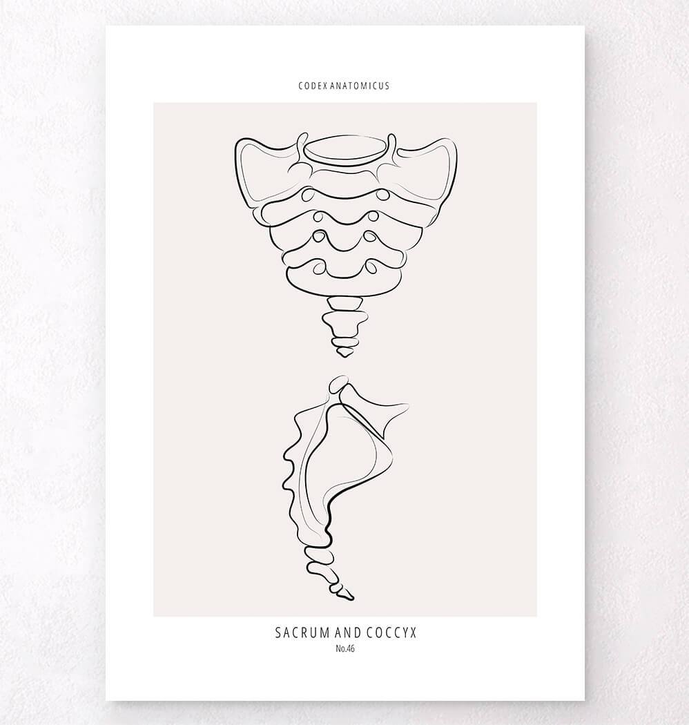 Anatomical sacrum & coccyx line art print - Codex Anatomicus