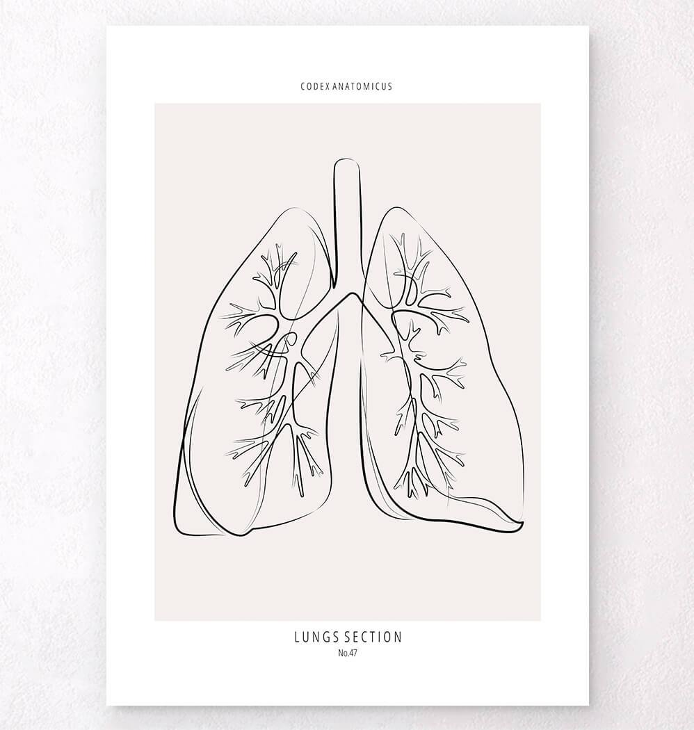 Anatomical lungs line art print - Codex Anatomicus