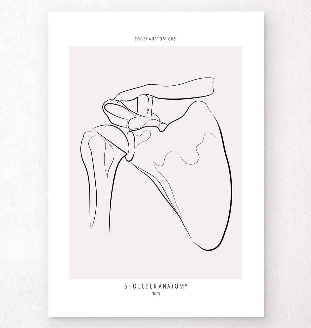 Shoulder anatomy - Line art print - Codex Anatomicus