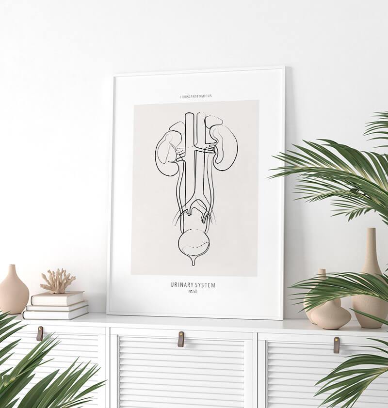 Anatomical urinary system line art print - Codex Anatomicus