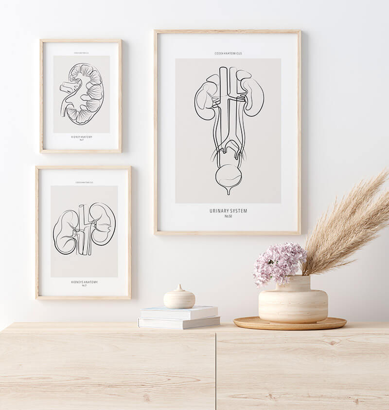 Anatomical urinary system line art print - Codex Anatomicus