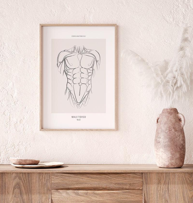 Torso Muscles Anatomy - Art Print - Codex Anatomicus