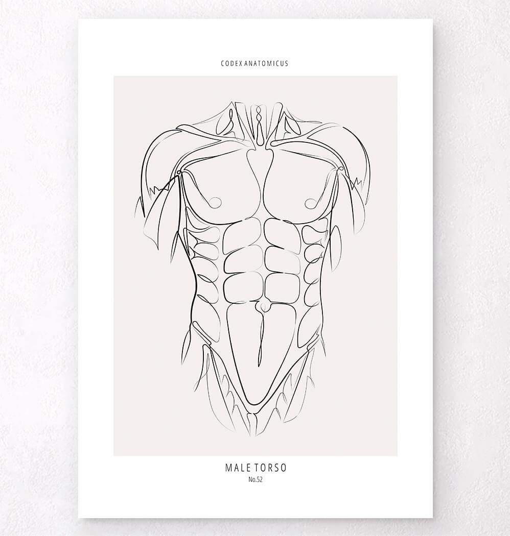 Torso Muscles Anatomy - Art Print - Codex Anatomicus