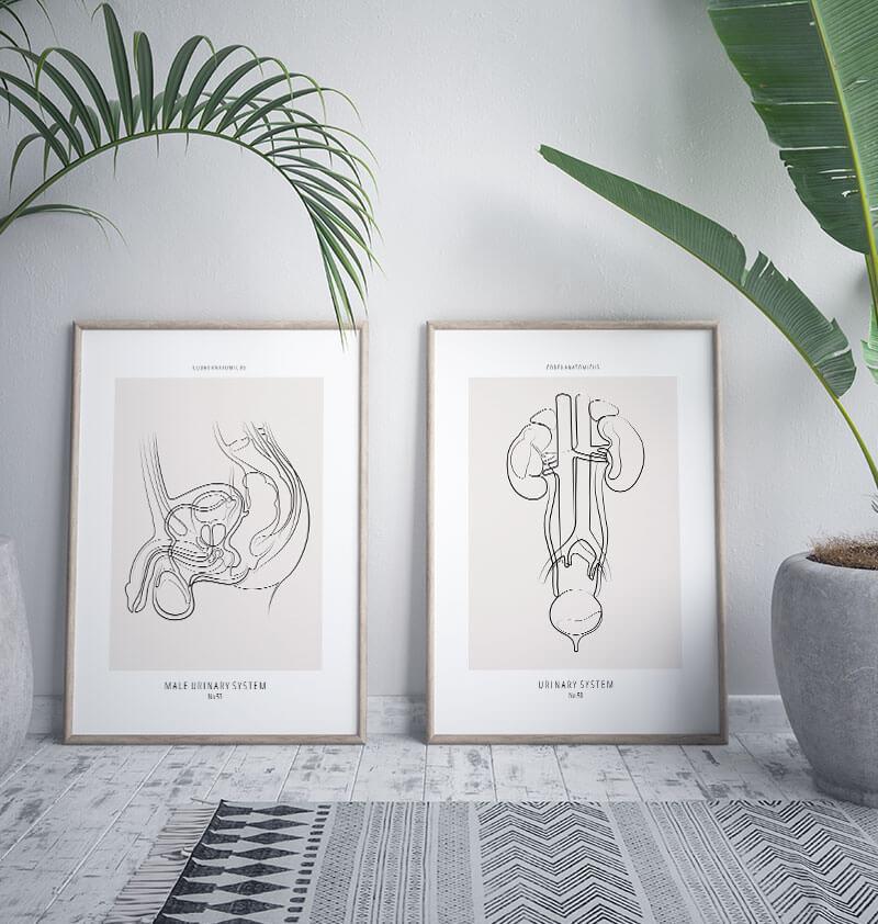 Male reproductive system anatomy line art print - Codex Anatomicus