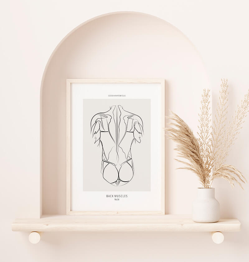Back muscles art print - Codex Anatomicus