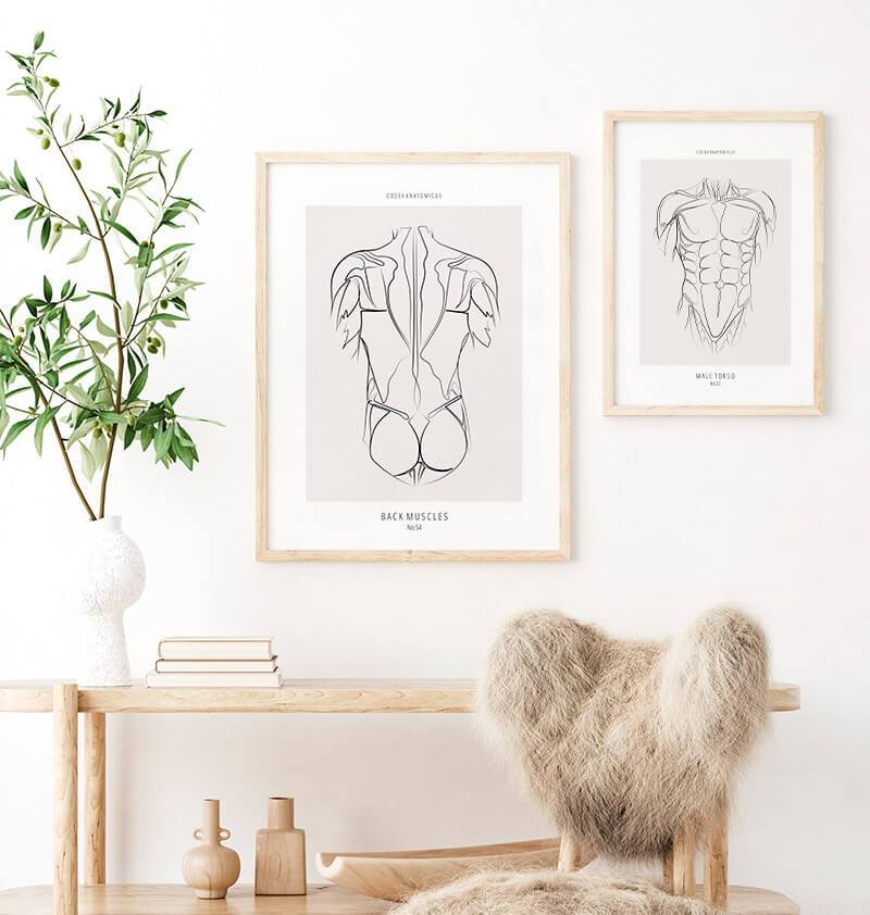 Back muscles art print - Codex Anatomicus