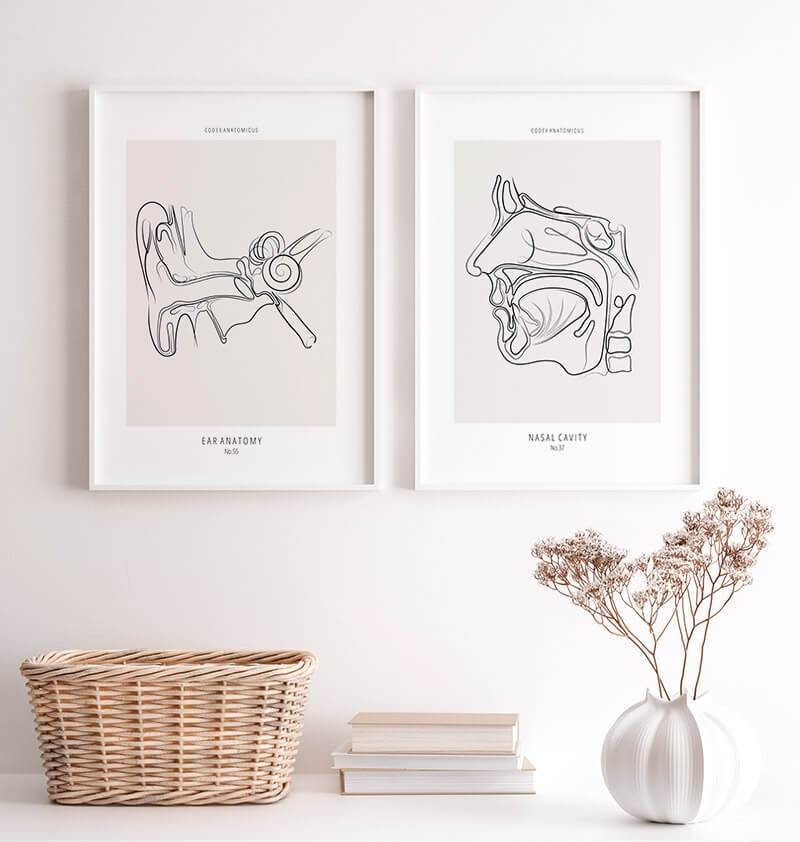 Ear Anatomy Line Art - Anatomy Poster - Codex Anatomicus
