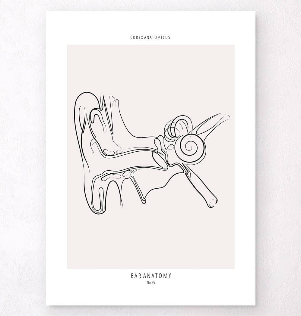Ear Anatomy Line Art - Anatomy Poster - Codex Anatomicus