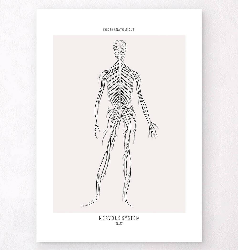 Nervous System Anatomy Art Print - Codex Anatomicus