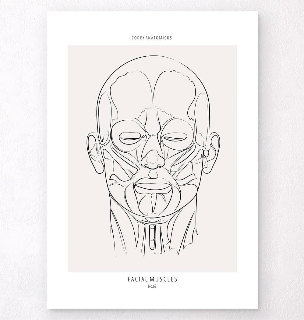 Face muscles line art print - Codex Anatomicus