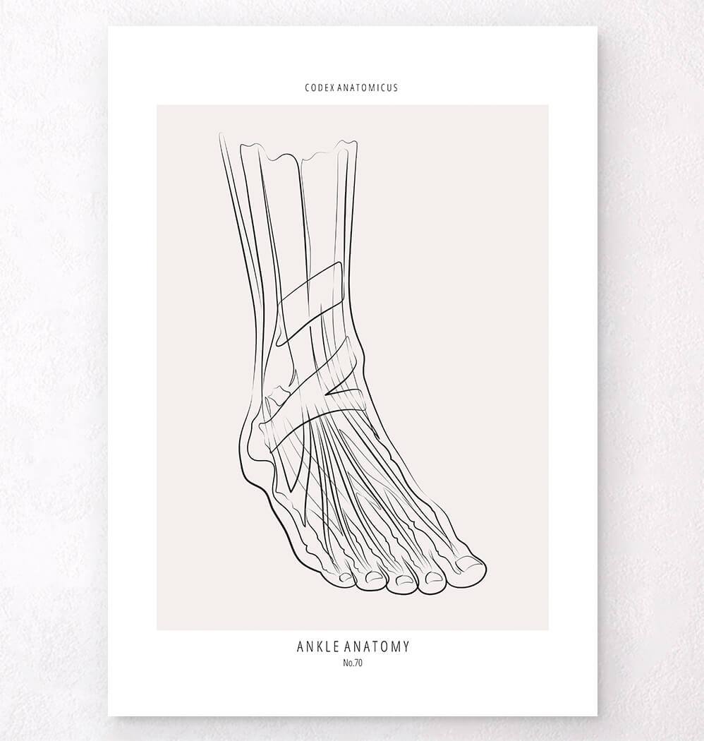 Anatomical ankle line art print - Codex Anatomicus