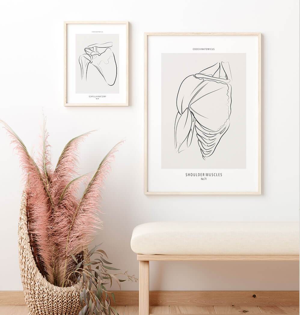 Anatomical shoulder line art print - Codex Anatomicus