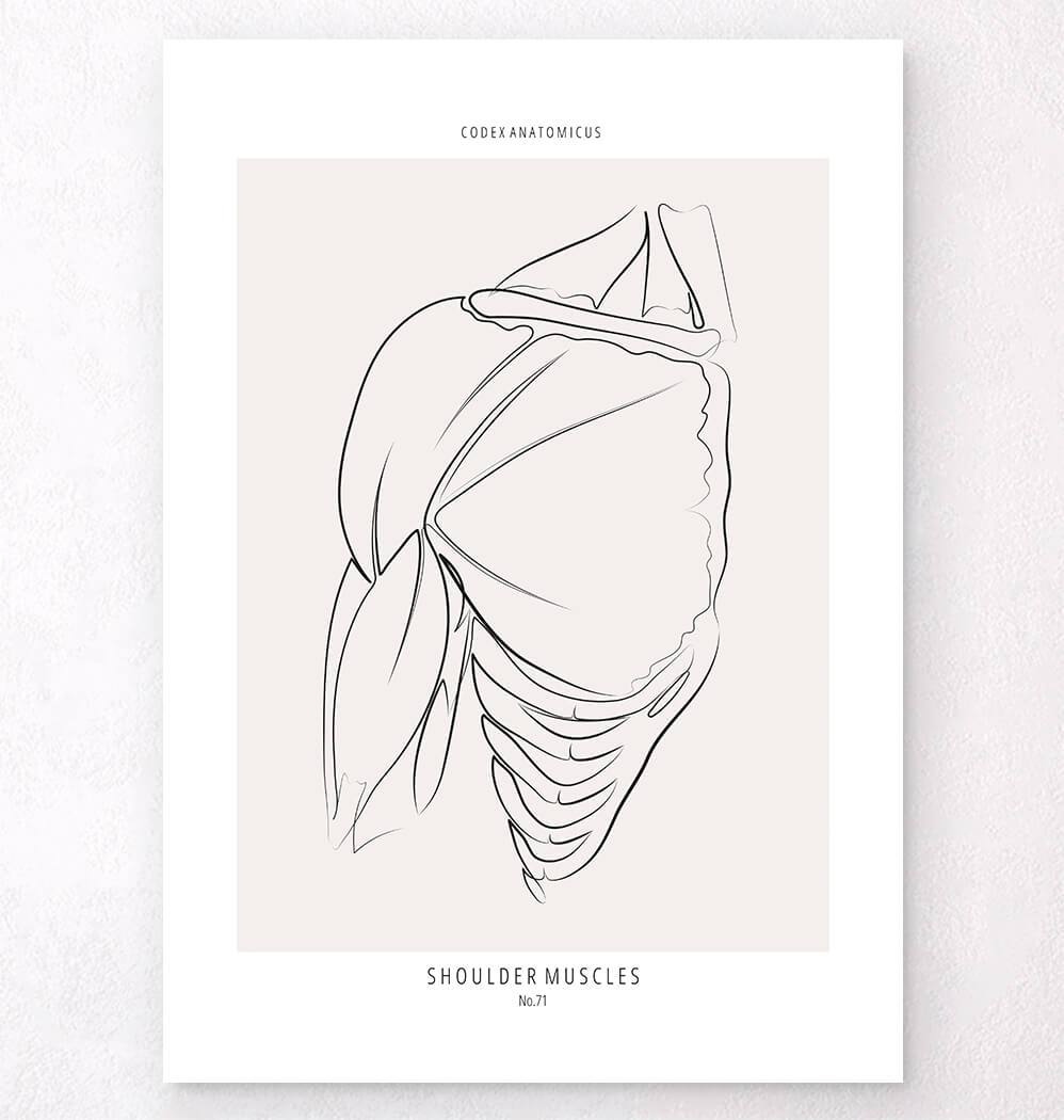 Anatomical shoulder line art print - Codex Anatomicus