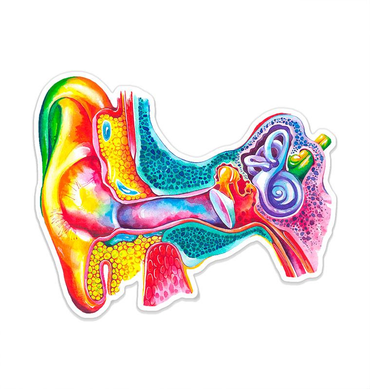 Ear anatomy sticker - Codex Anatomicus