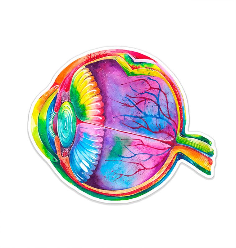 Eye anatomy sticker - Codex Anatomicus