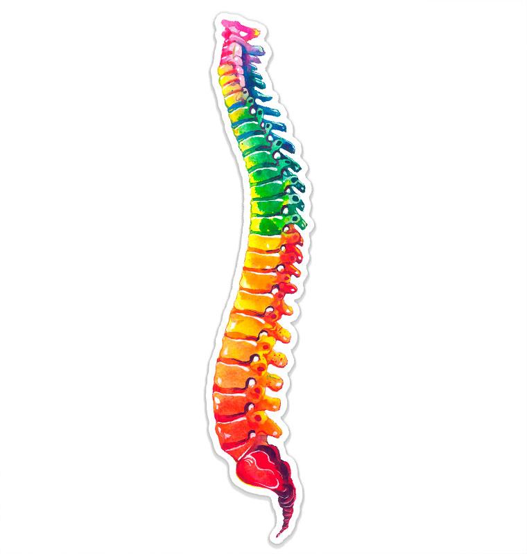 Spine anatomy sticker - Codex Anatomicus
