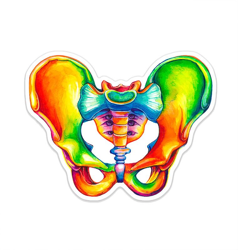 Pelvis anatomy sticker - Codex Anatomicus