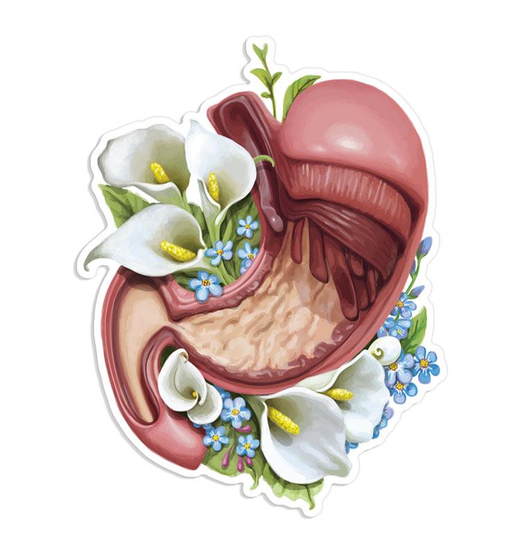 Stomach anatomy sticker - Codex Anatomicus