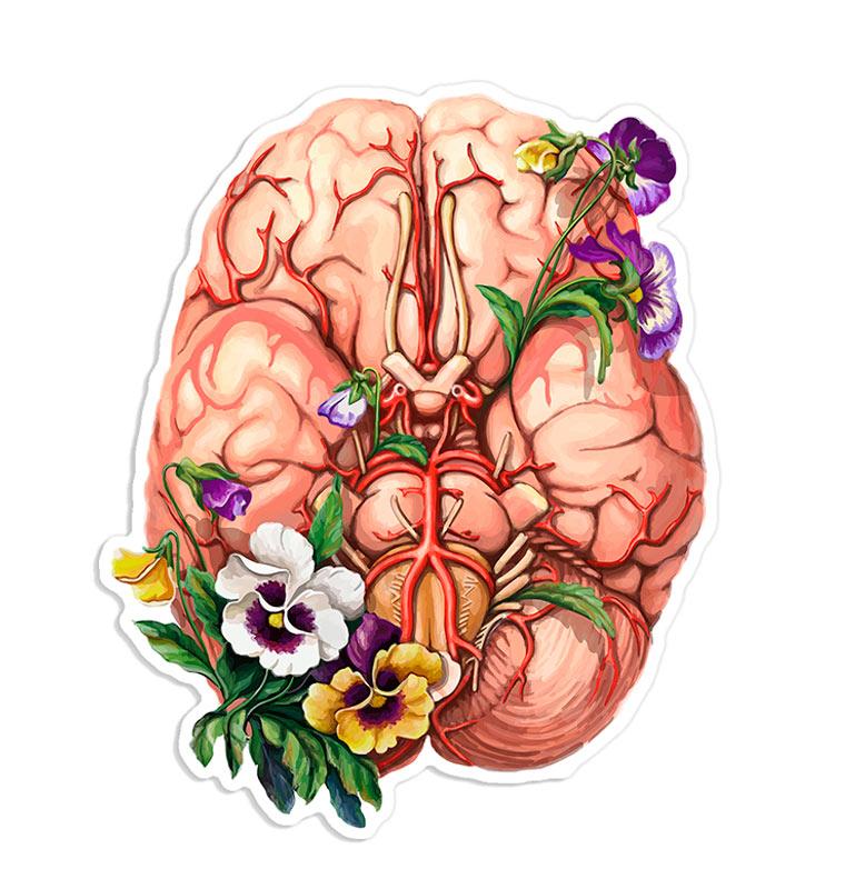 Brain anatomy sticker - Codex Anatomicus