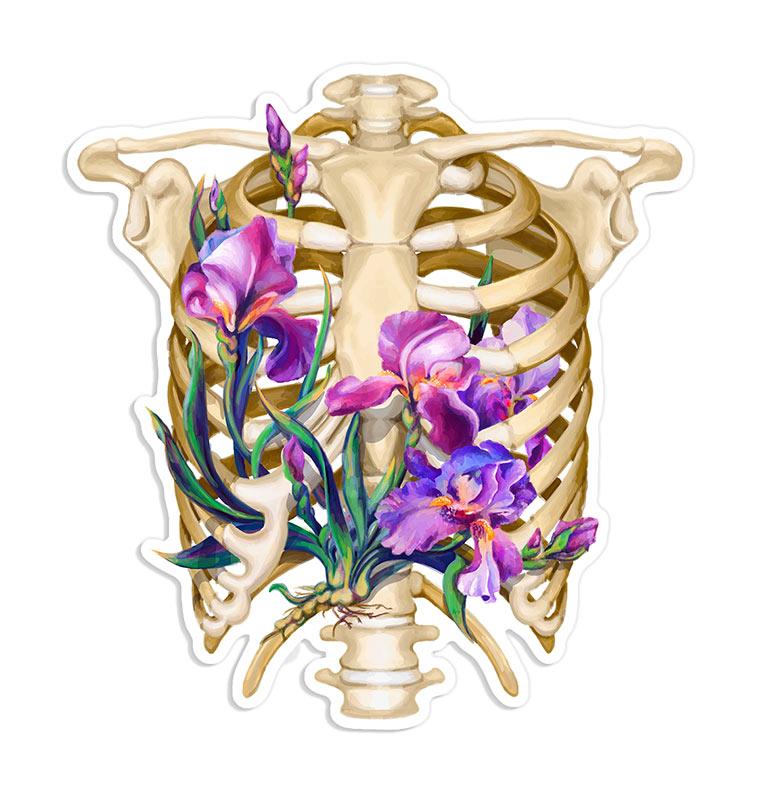 Rib cage anatomy sticker - Codex Anatomicus