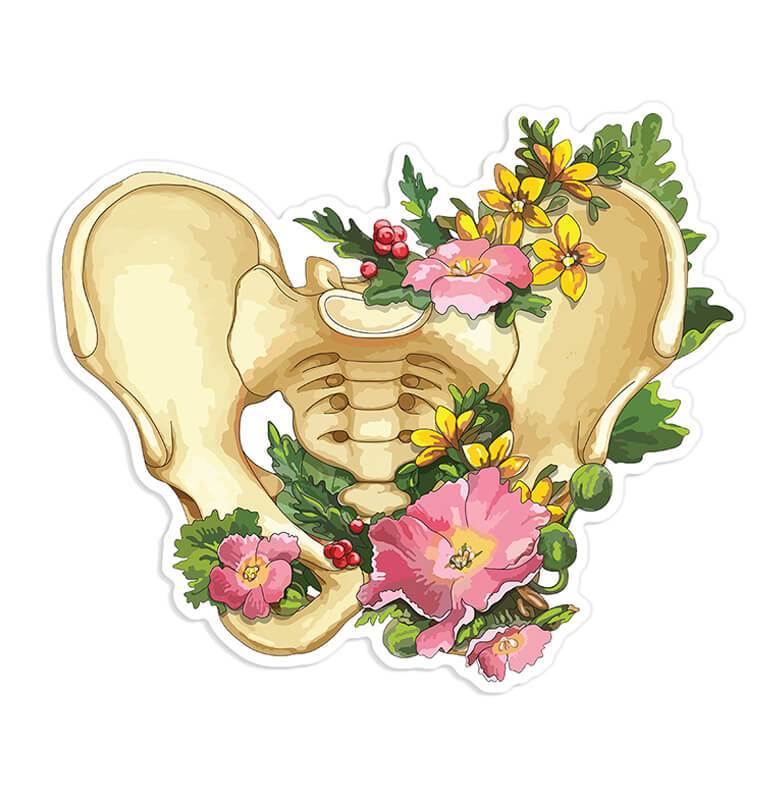 Pelvis anatomy sticker - Codex Anatomicus