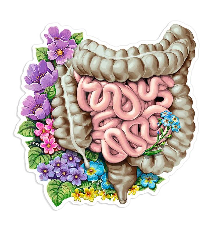 Intestines anatomy sticker - Codex Anatomicus