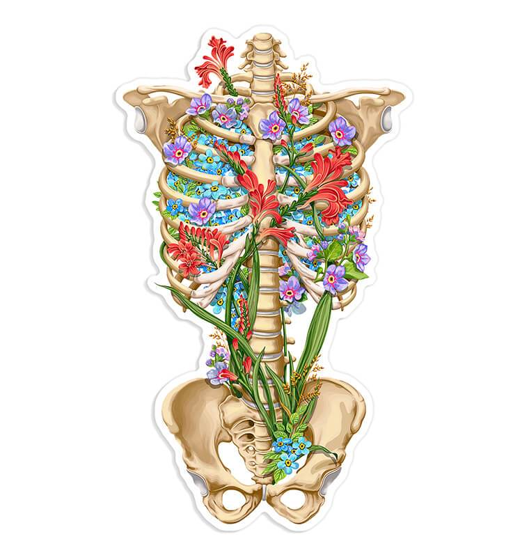 Rib cage anatomy sticker - Codex Anatomicus