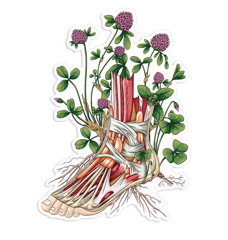 Foot anatomy sticker - Nurse Gift - Codex Anatomicus
