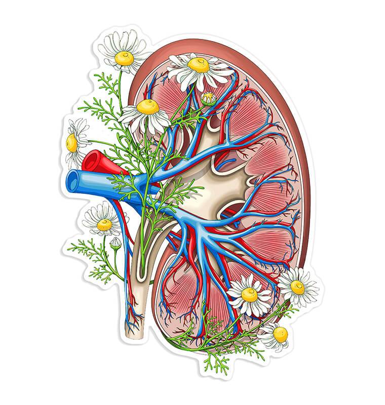 Kidney anatomy sticker - Codex Anatomicus