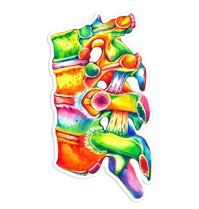 Spine anatomy sticker - Codex Anatomicus