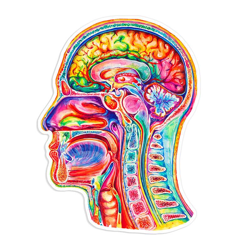 Brain anatomy sticker - Codex Anatomicus