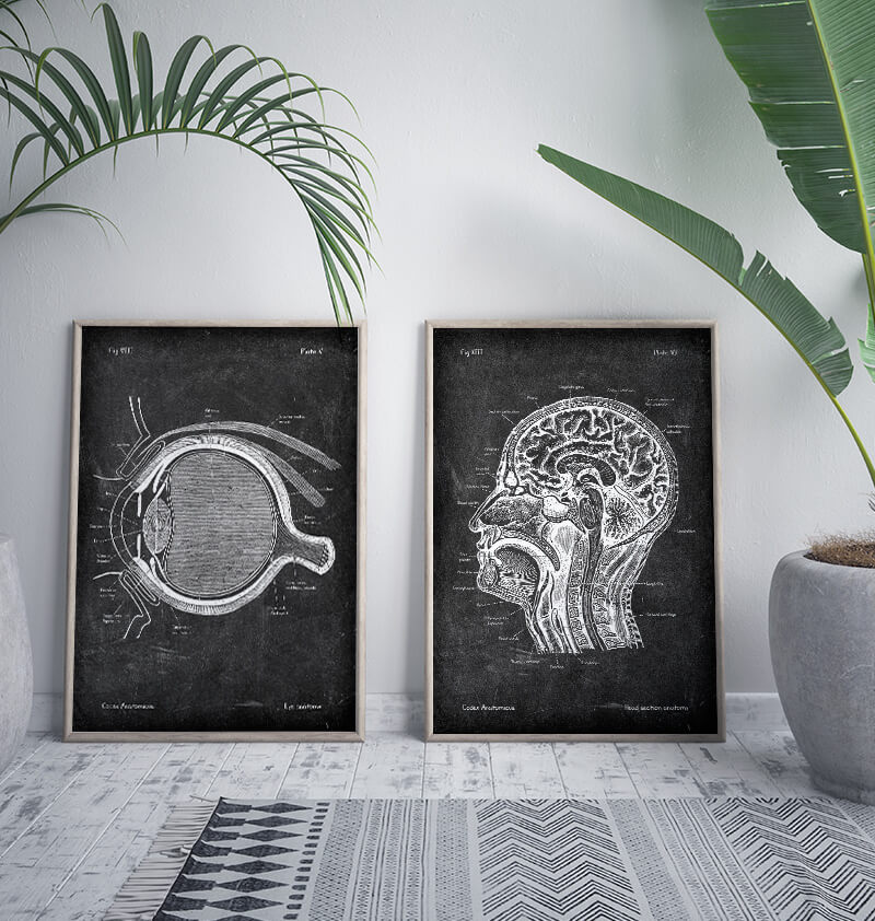 Eye anatomy art - Chalkboard - Codex Anatomicus