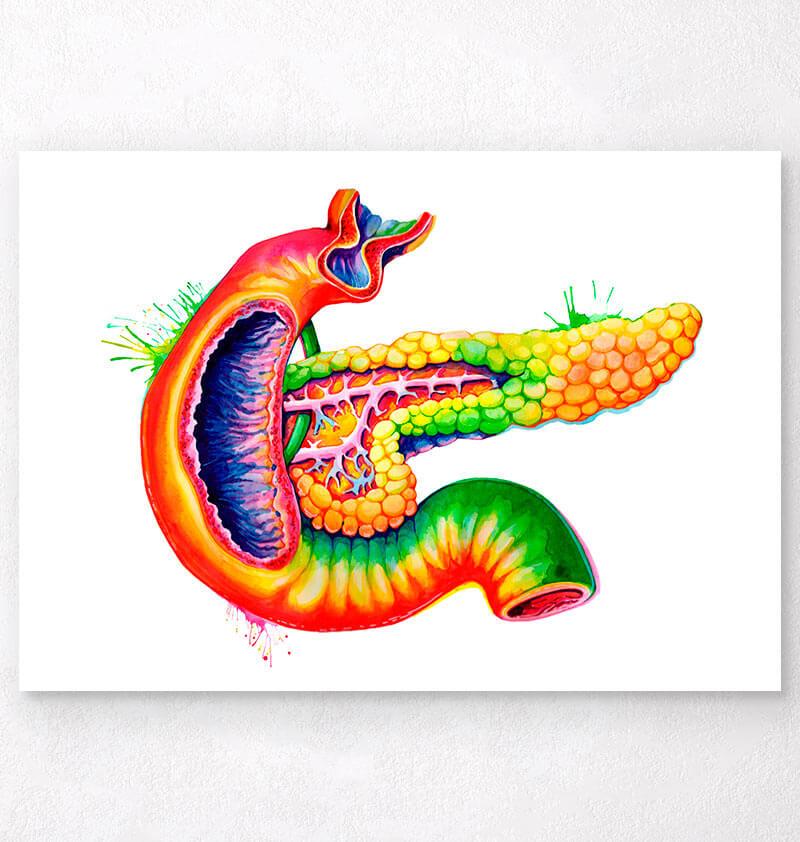 Pancreas anatomy art print - Codex Anatomicus